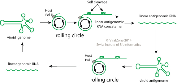 Cell and Development Biology : WEEK 4 - Topic 4: Cell Theory ...