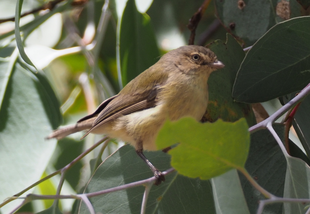 Birds Ensay East Gippsland Victoria Australia: Australian Birds Ensay