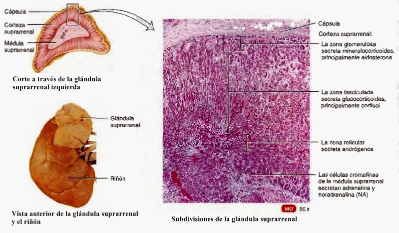 Glándulas suprarrenales - Sistema endocrino - Anatomía humana general