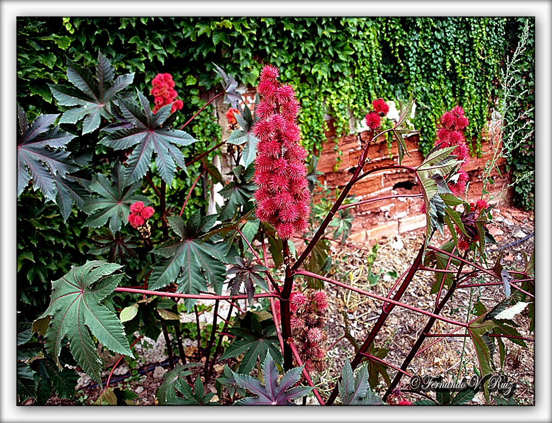 Plantas de La Rioja: Ricinus communis