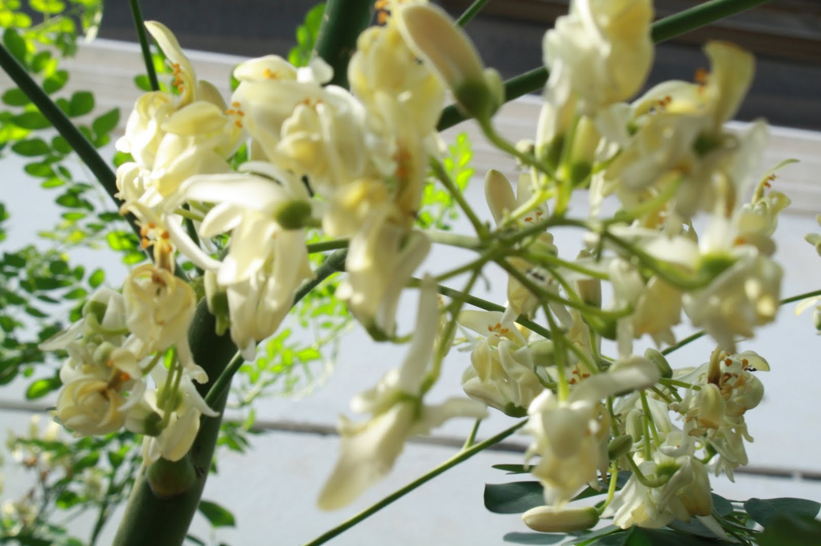 Moringa Ecuador: FLORES DE MORINGA NACIDAS EN ECUADOR