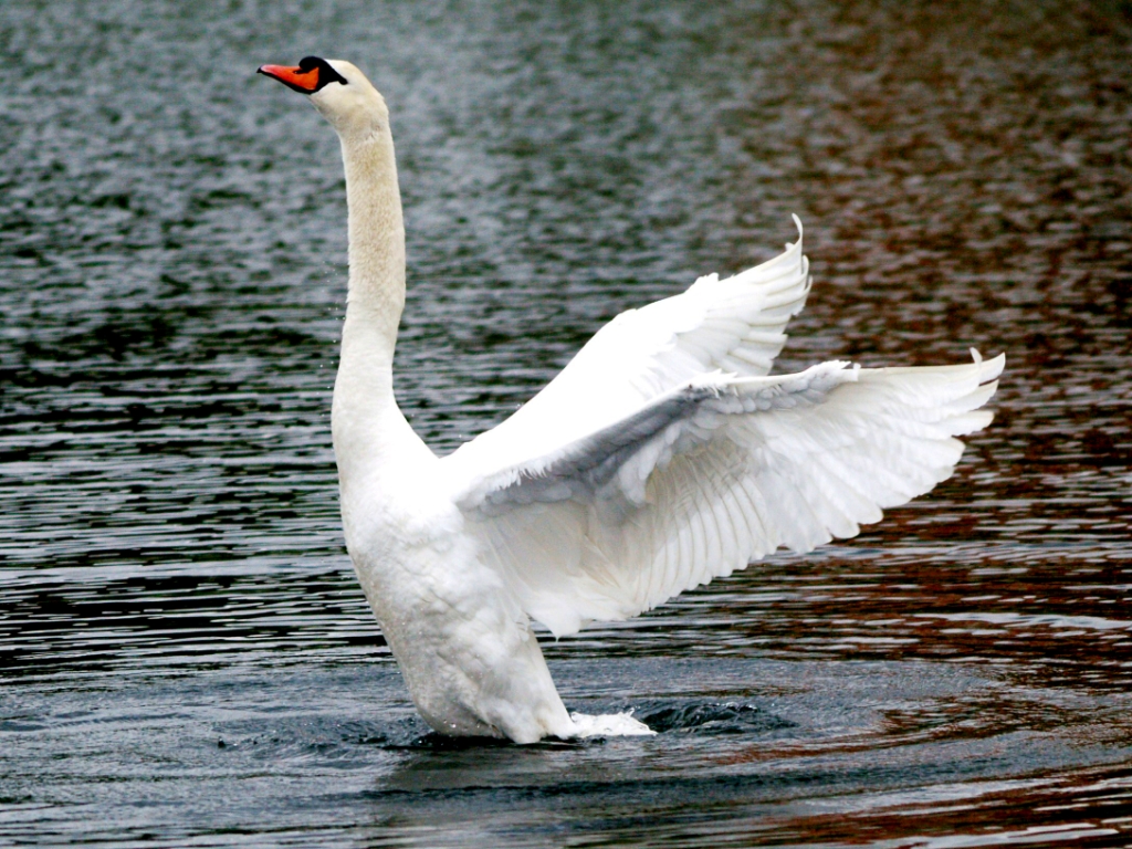 Fotografiando mi Mundo: Cisnes...los más grandes, en tamaño y en belleza