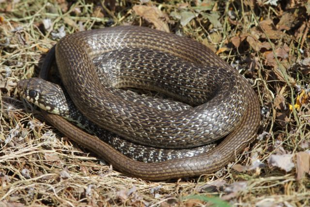 Birding Benstead: my day off in Crete