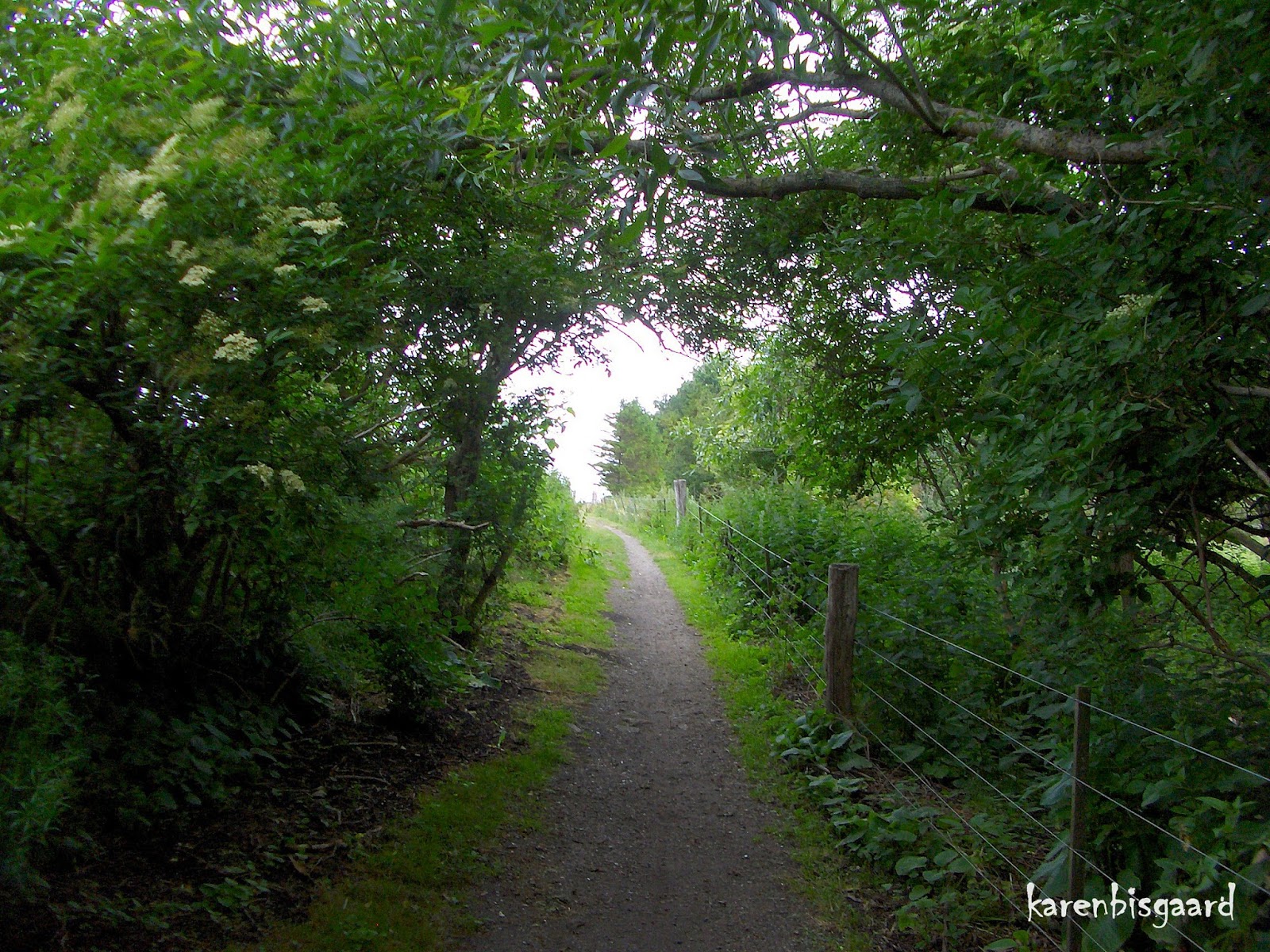 Karen`s Nature Photography: Footpath through Nature Reserve.