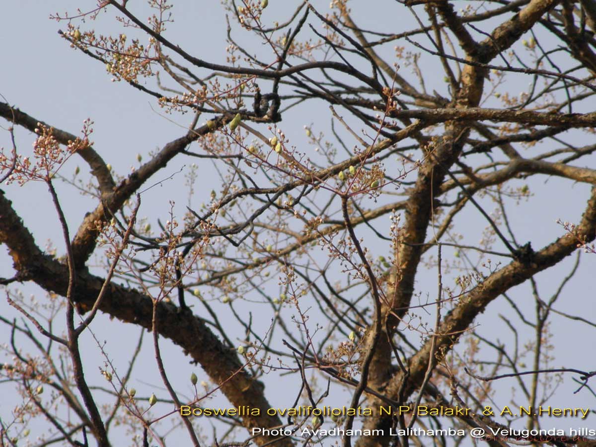 Medicinal Plants: Boswellia ovalifoliolata