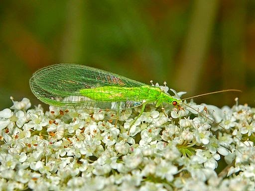 By Hectonichus (Own work) [CC-BY-SA-3.0