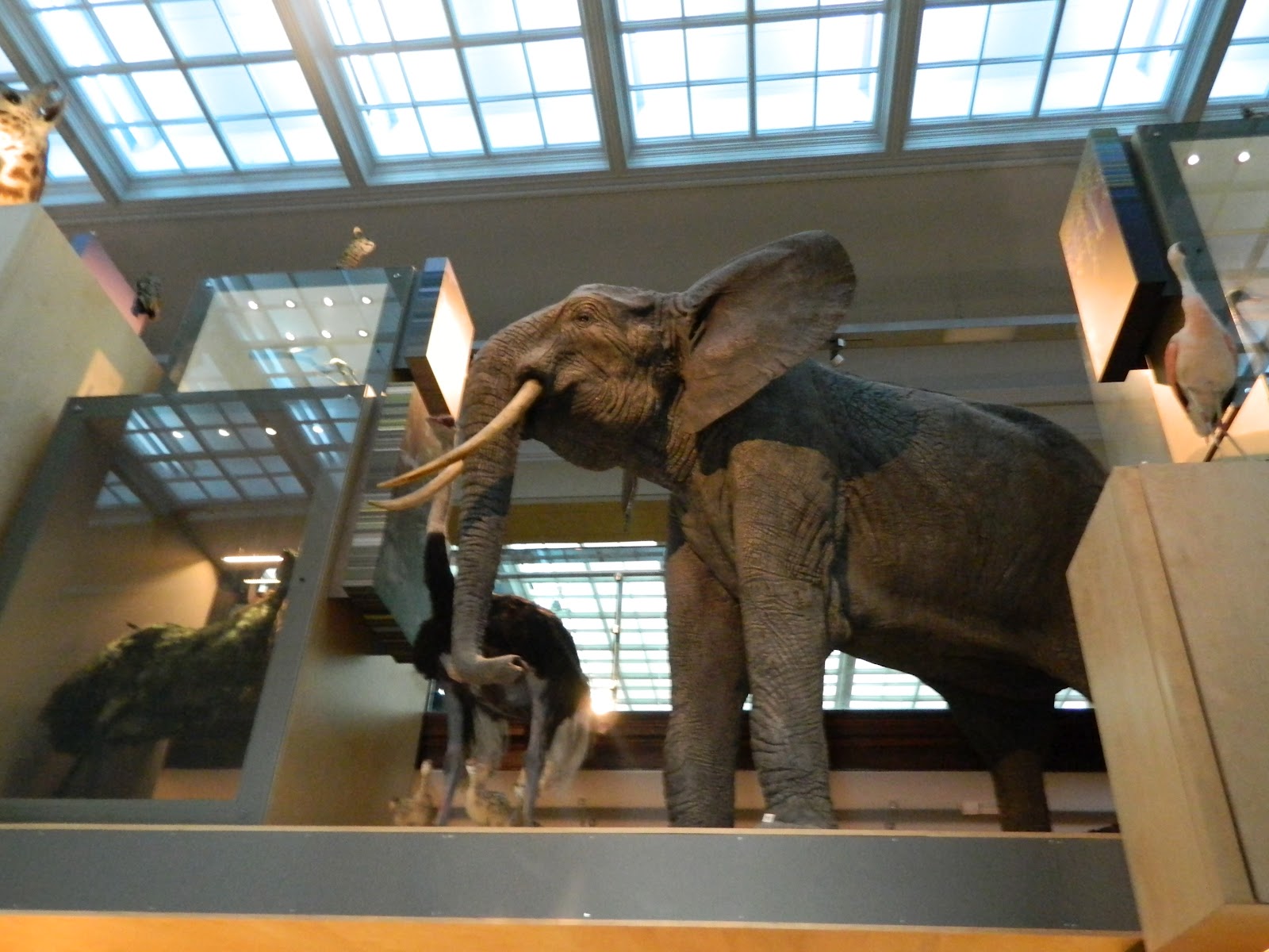 amandauniquely: The Hancock Museum