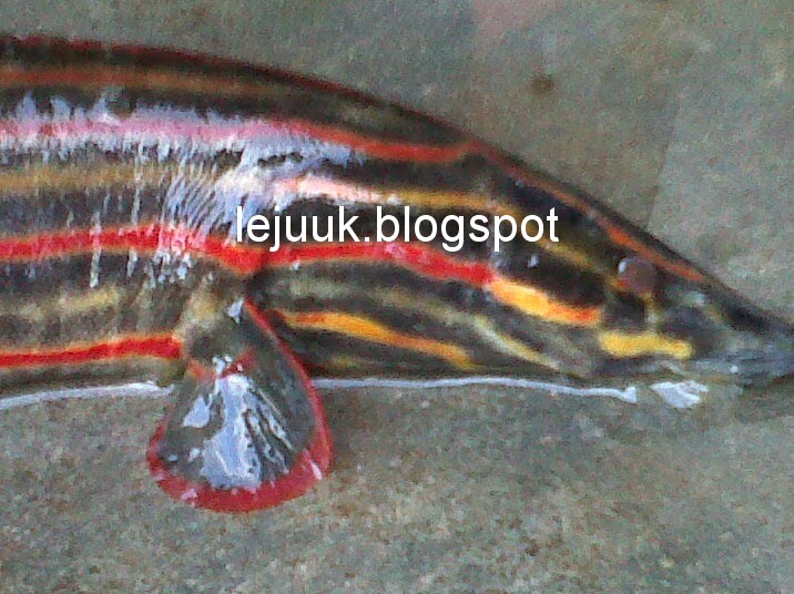 Lejuk kan Belitong: IKAN TILAN