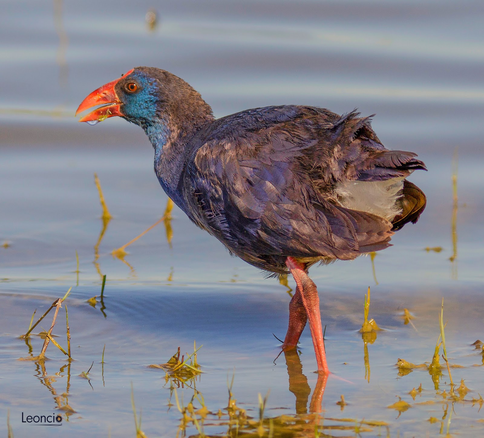 FOTOGRAFÍA Y NATURALEZA EN ANDALUCÍA: DIGISCOPING-CALAMÓN COMÚN ...