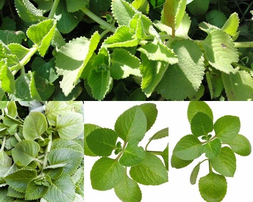 Science in Nature: INDIGENOUS MEDICINAL PLANTS AND PRACTICES IN ...