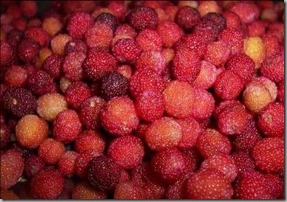 Taste of Nepal: Kaaphal or Kafal Fruit - काफल - (Bay-Berry)