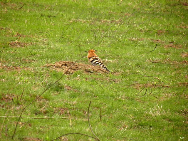 PASARI DIN ROMANIA: PUPAZA, Upupa epops