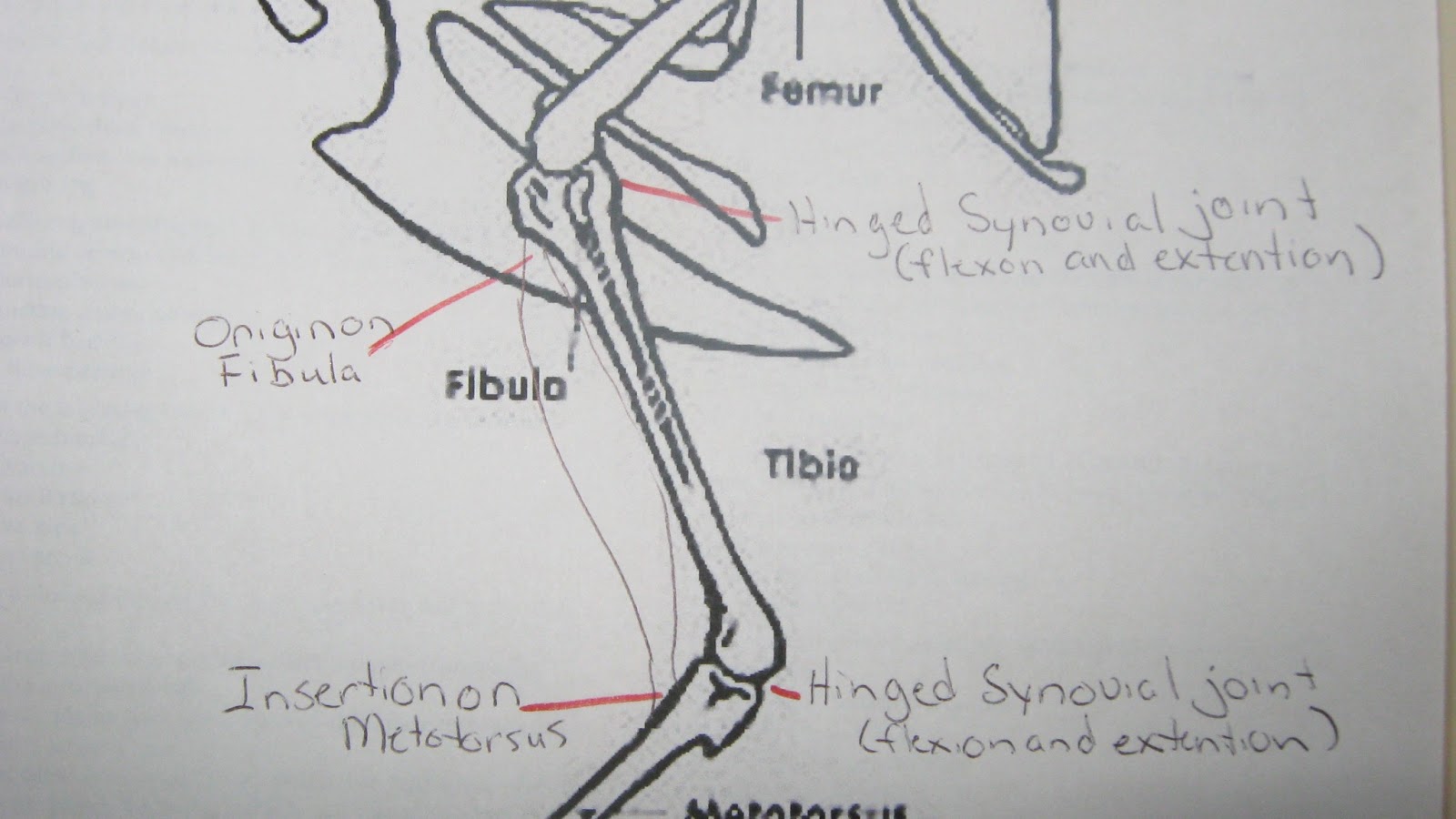 Human Biology: Chicken Lab