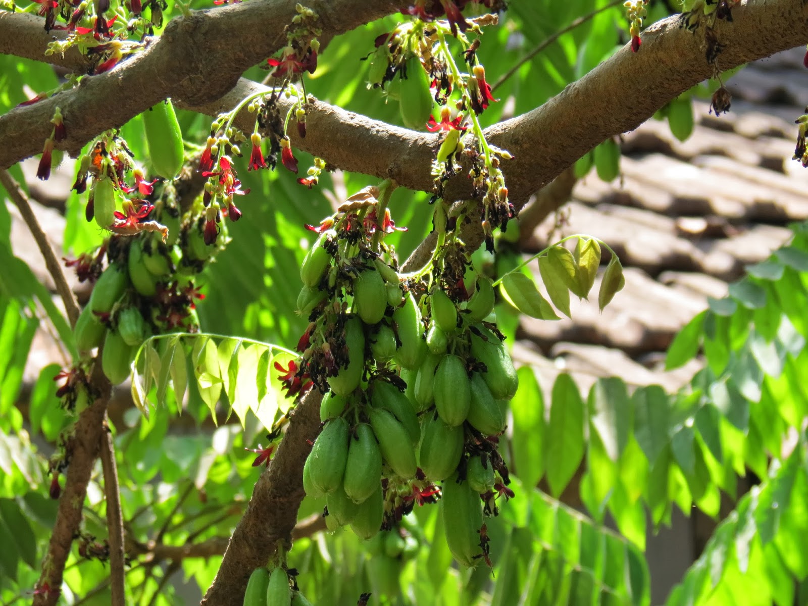 MBIRIMBI (Averrhoa, Carambola). ~ Sakamia cleaners
