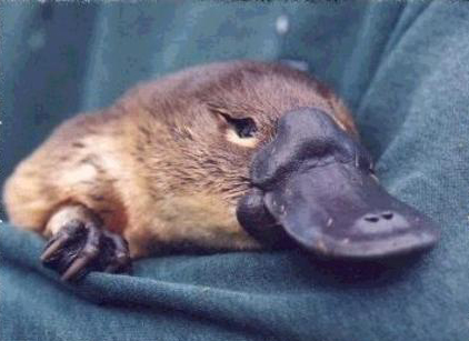 IMÁGENES Y FOTOS DE ANIMALES: Ornitorrinco