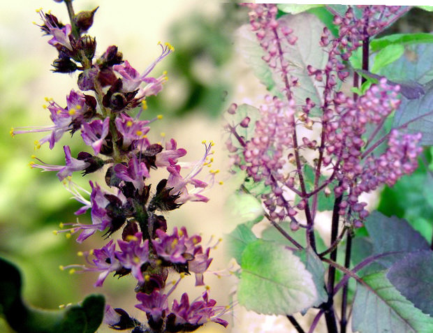 SS Moments: My experiments with Tulasi