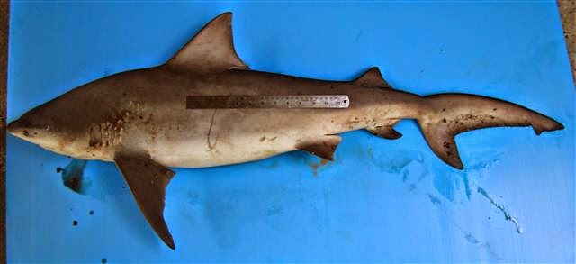 Pigeye shark | Lover Animal & Nature