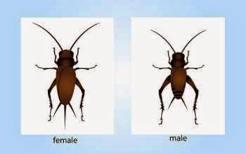 Why Do Crickets Chirp? Scientific Facts About Cricket