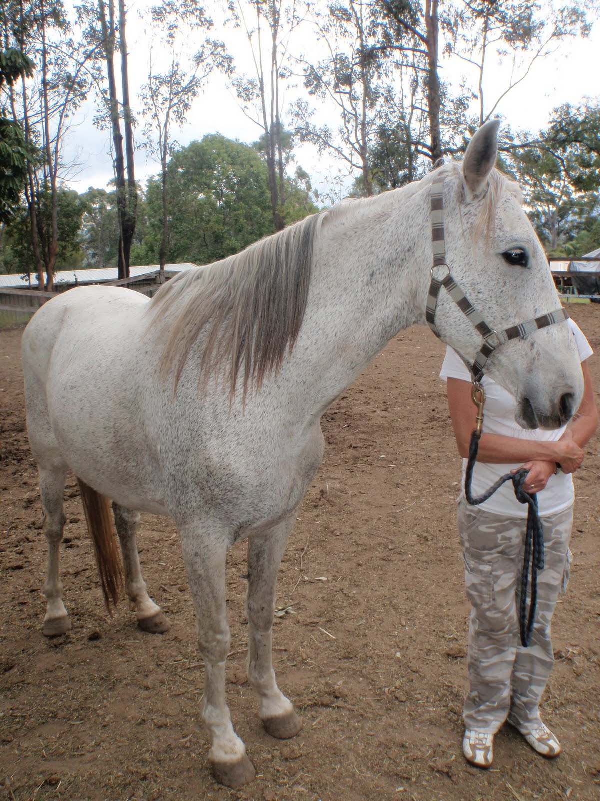 Save a Horse Australia Horse Rescue and Sanctuary: Update on Freya