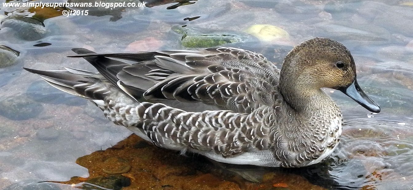 Simply Superb Swans: Pintail Eclipse