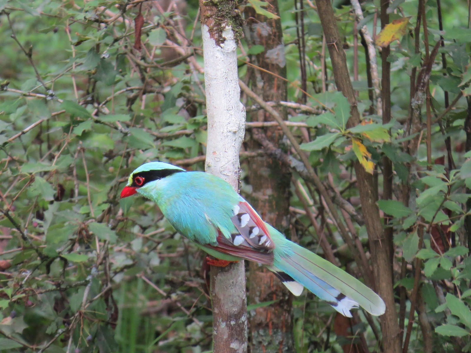 Birds Of Nepal: Common Green Magpie (Cissa chinensis) from Panchase ...