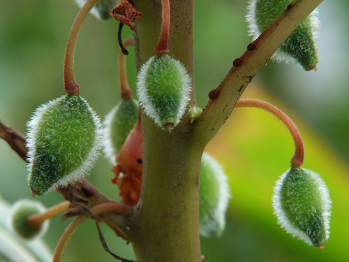 Cikgunesli: Kemandiran Spesis