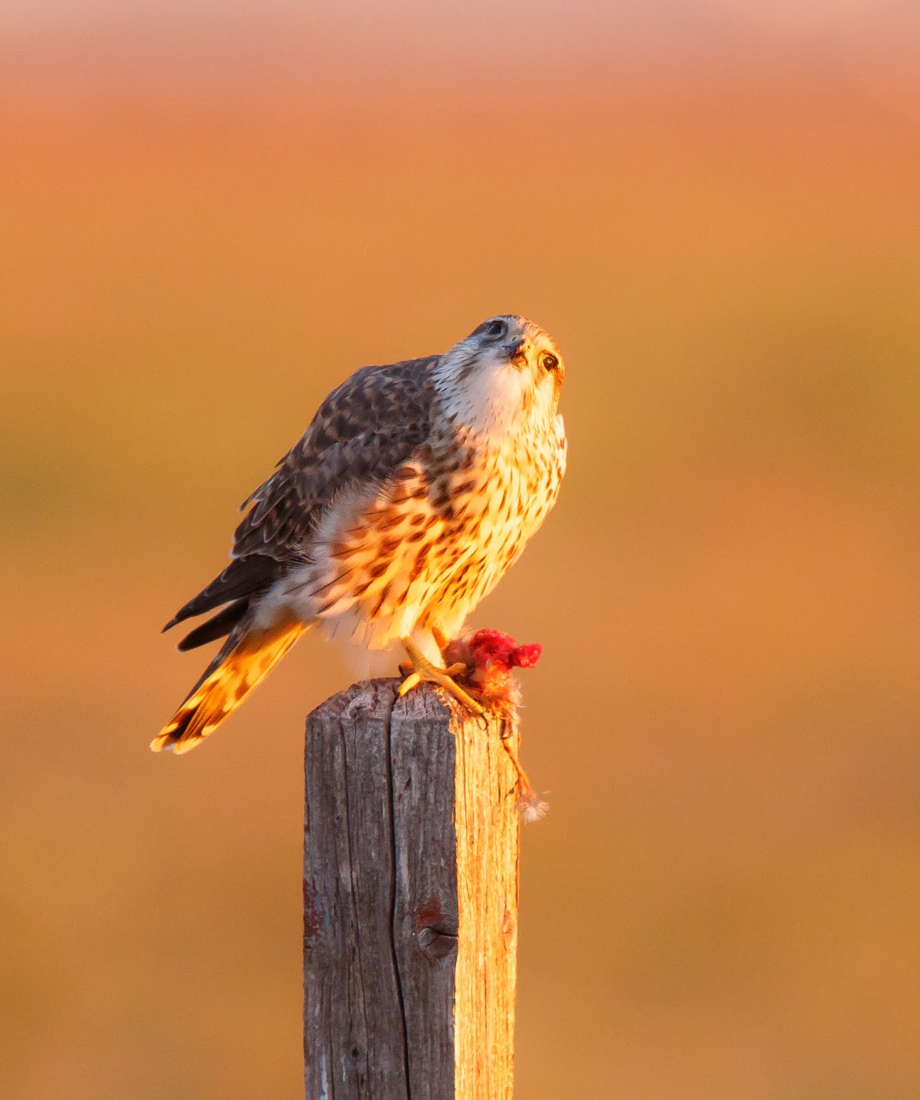 Nikos Fokas Photopraphy Blog