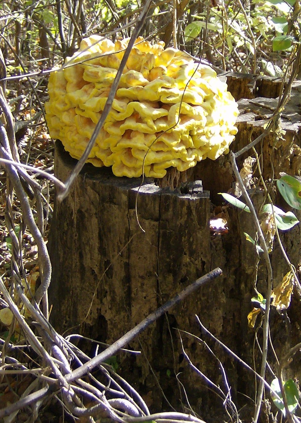 H. P. Lovecraft And His Legacy: Fungus I Have Known: Yellow Fungus