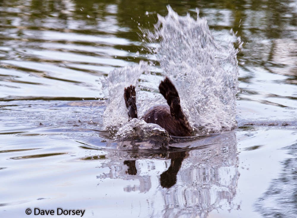 Beavers at play