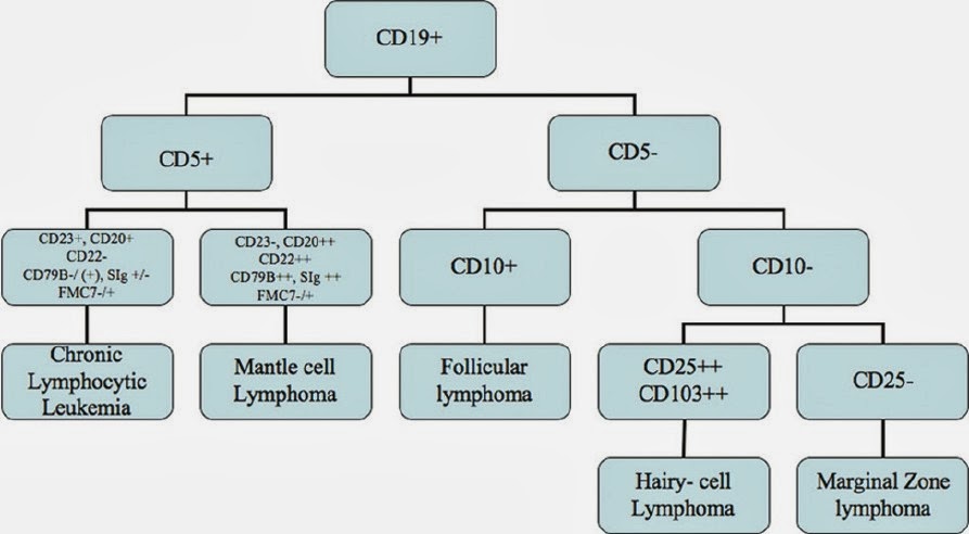 TECHNOLOGY & SCIENCE: Chronic lymphocytic leukemia (CLL) DISEASE