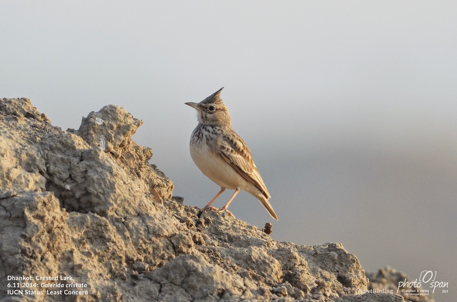 Crested lark: Galerida cristata | Photo Span