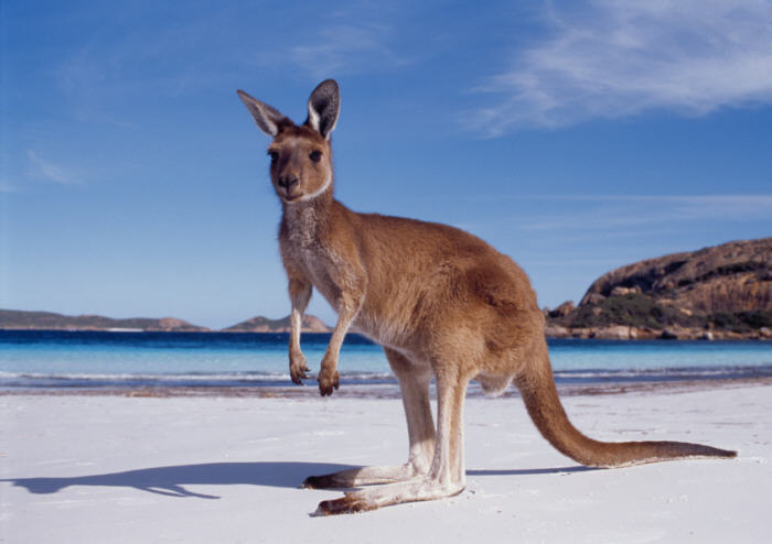 Kangaroos Facts And Pictures | All Wildlife Photographs
