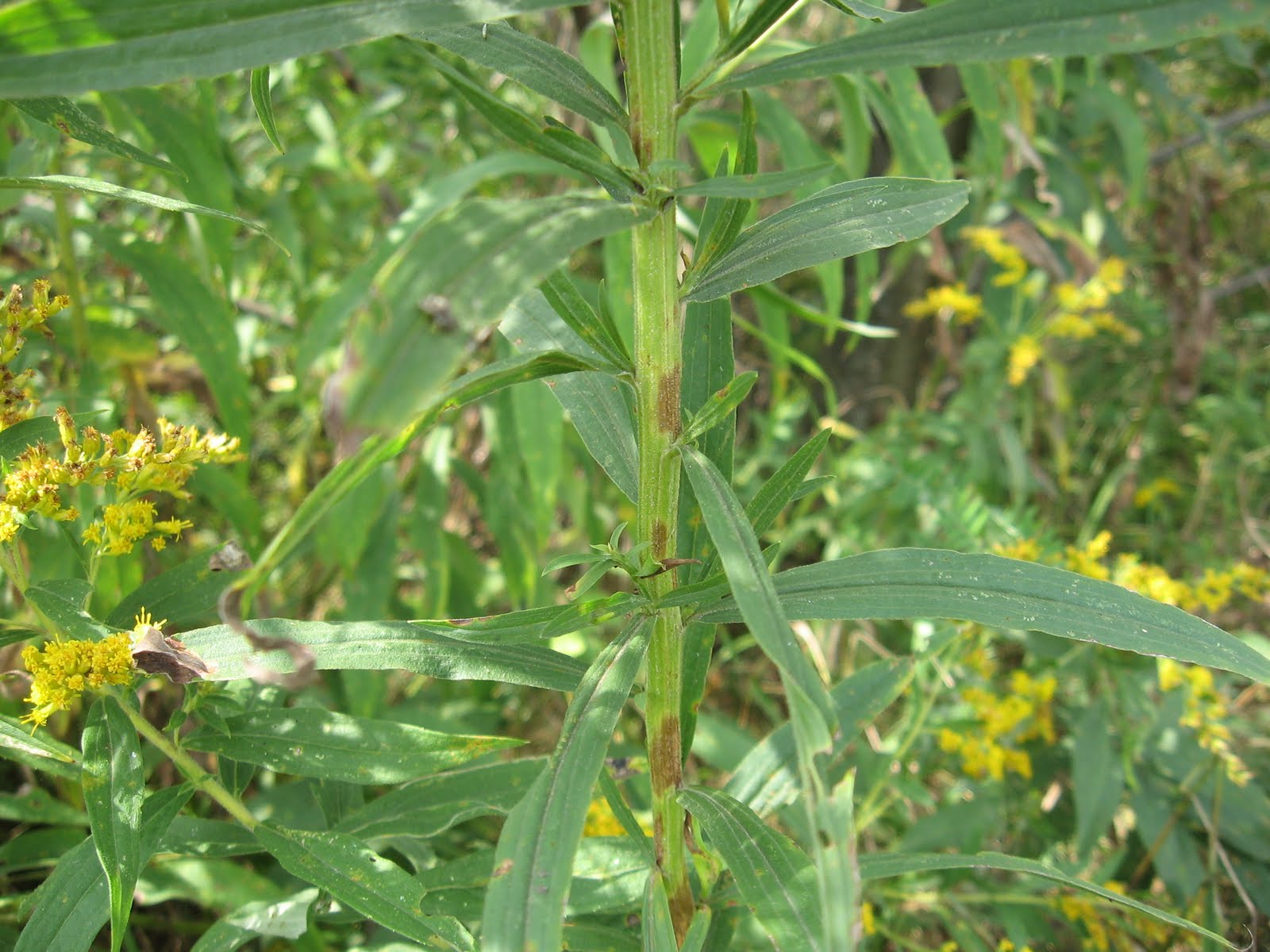 Tangled Web: Getting a Grip on Goldenrods