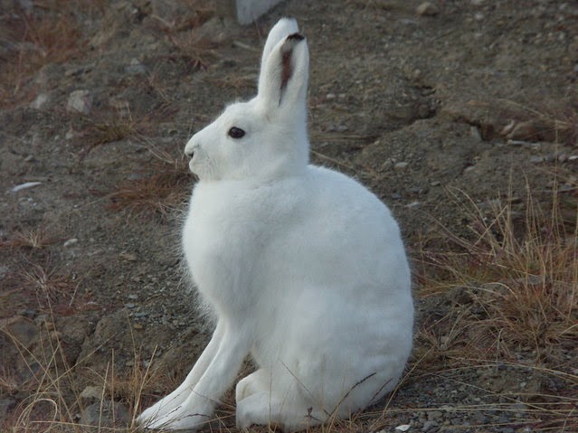 Animals Wikipedia: Polar Rabbit ( Arctic Hare )