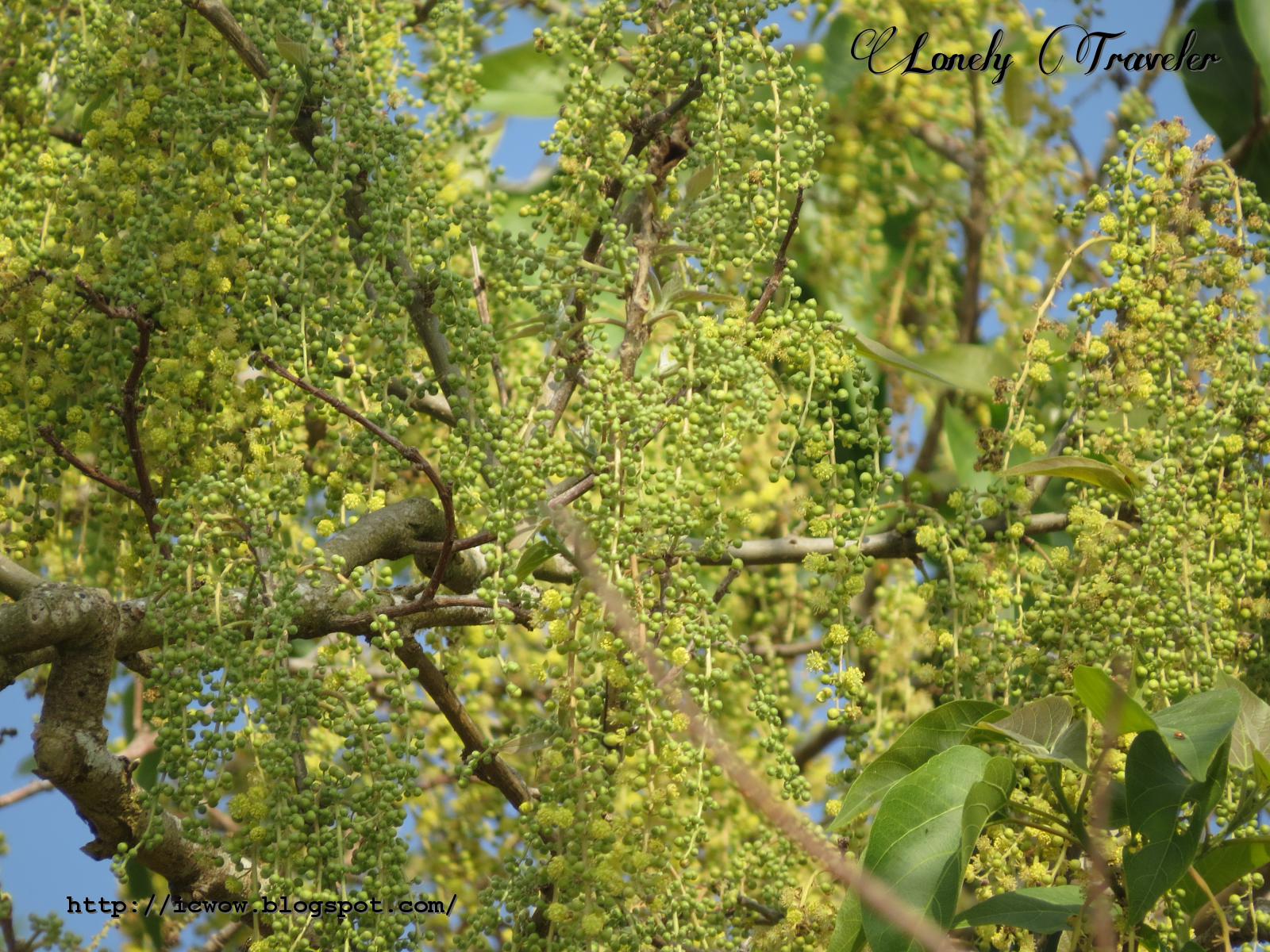 False White Teak - Mallotus nudiflorus