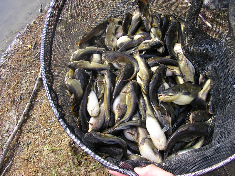 Pecher la carpe au coup: Etang a Conflans sur Seine (51)
