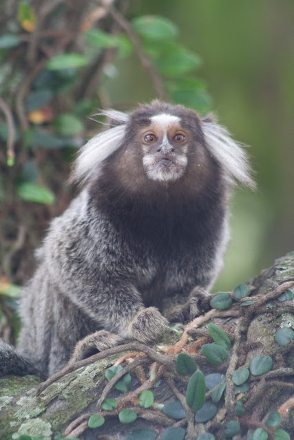 Meio Ambiente: Sagui
