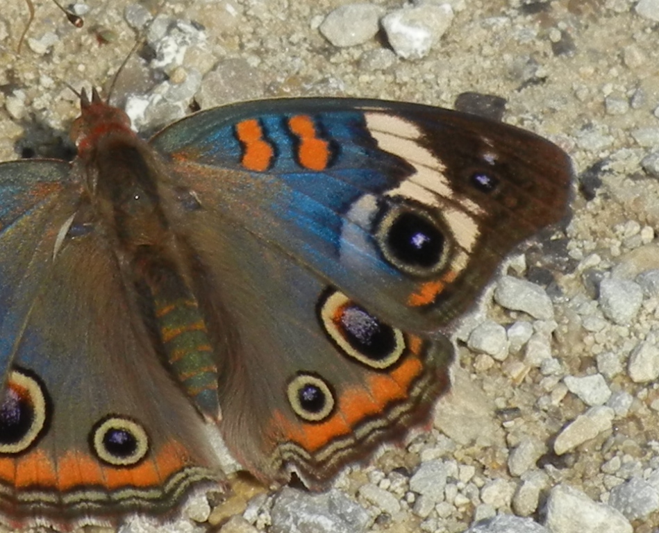 Ohio Birds and Biodiversity: A blue buckeye