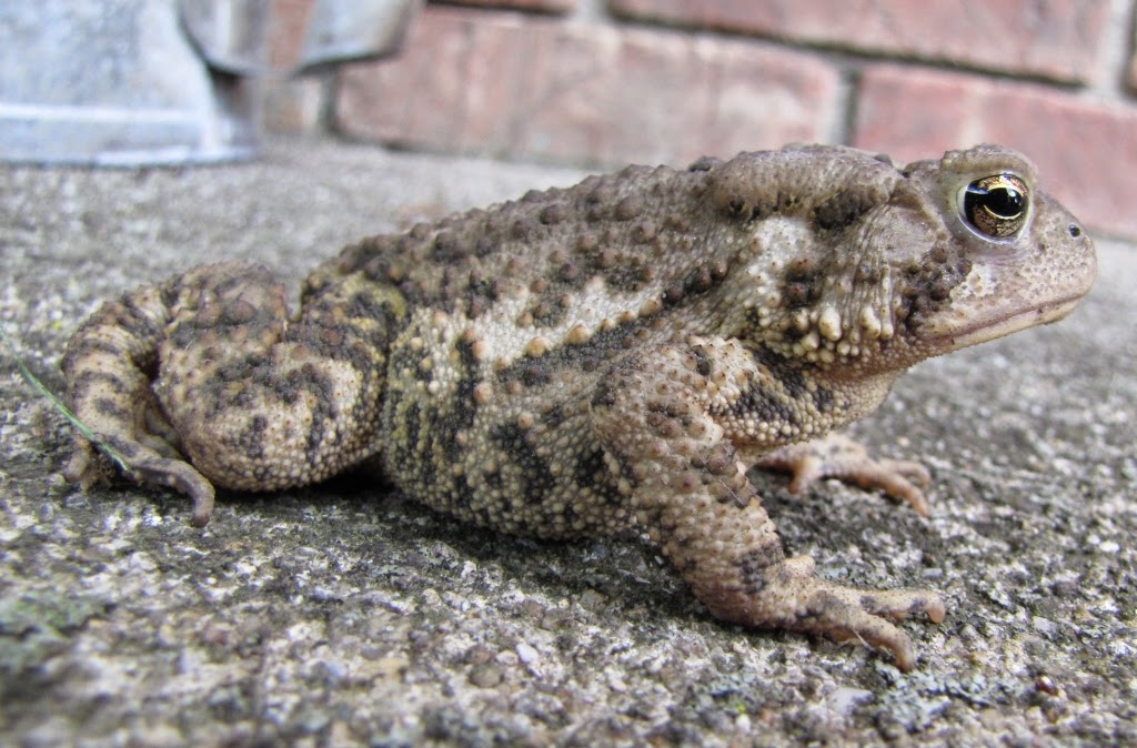 Pinehaven - Farmersville, Ohio: A Visit from Mr. Toad