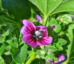 PLANTAS E FRUTOS MEDICINAIS E AROMATICOS: MALVARISCO - DIURÉTICO