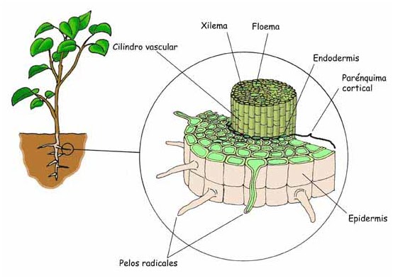 FISIOLOGIA VEGETALY MEDIO AMBIENTE