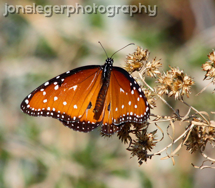Northern Illinois Birder: Arizona Botanical Gardens - Birds & Insects