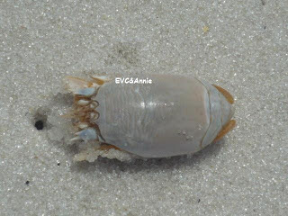 Diário de Tatuí: Série "Animais Brasileiros" 47: Tatuí