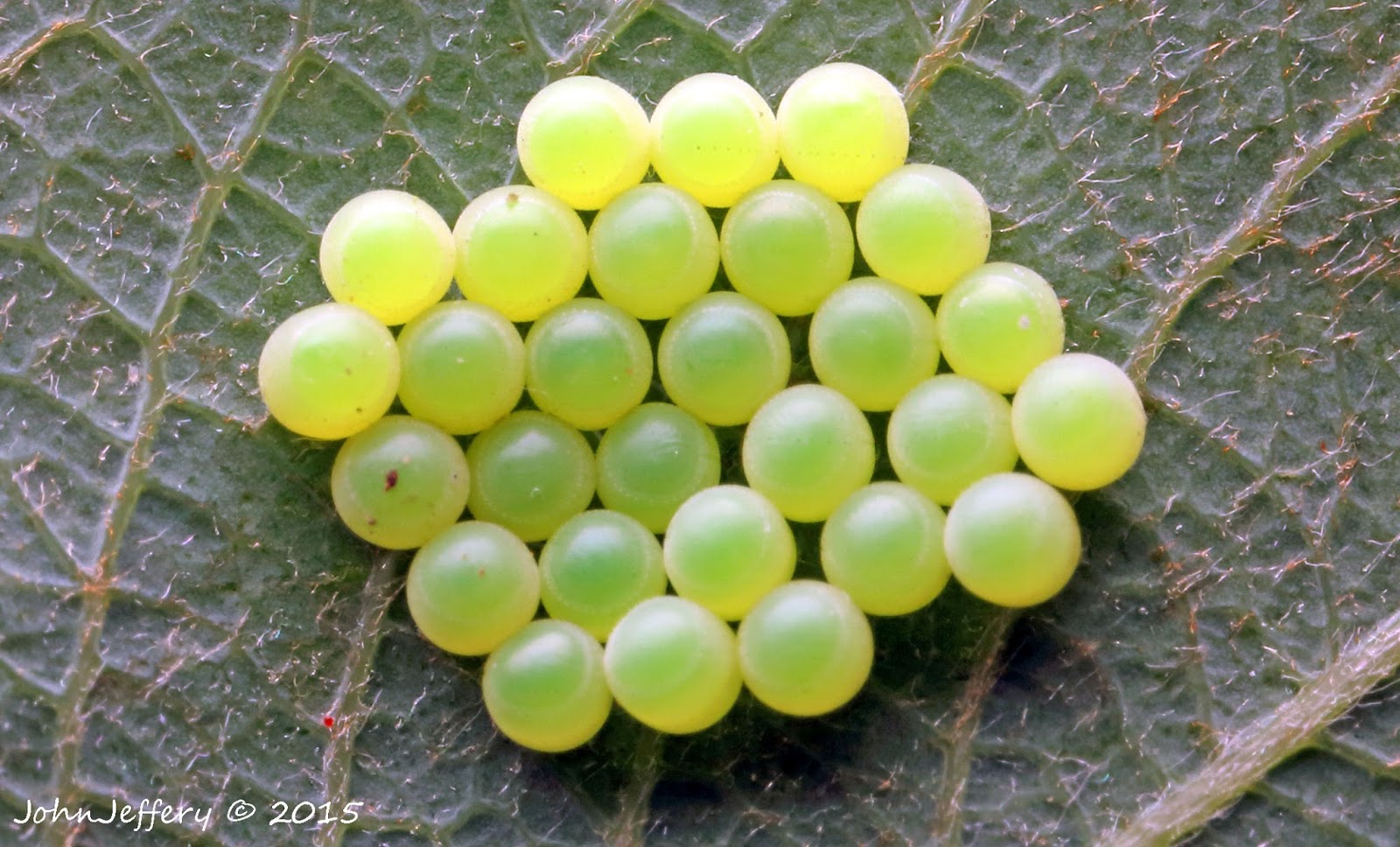 JJ's Photographic nature blog: Tiny bugs and noisy starlings...