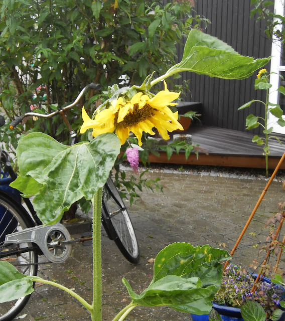 Patchwork-blomsten: Solsikker .....