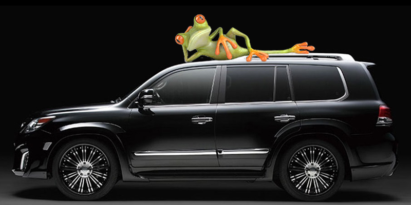 LAI RAI ĐỠ BUỒN: CHUYỆN CON ẾCH