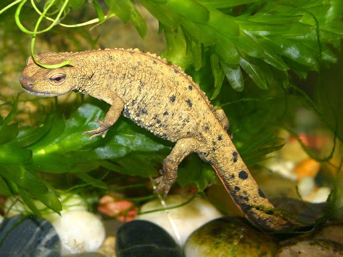 Pulitissima: IL TRITONE COMUNE