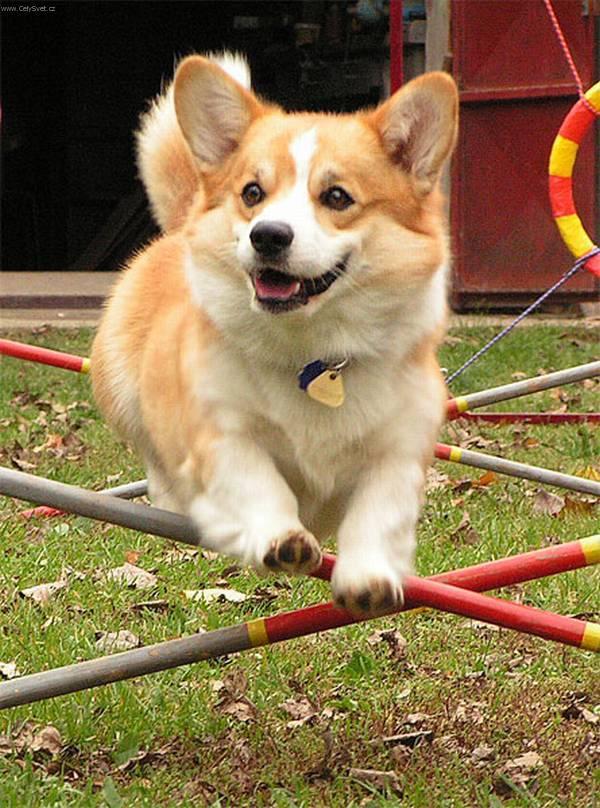 Baboseiras et. al.: Corgi Flop, o cão mais querido da internet!