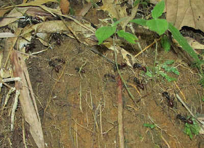Photos and Info on Ants and Termites of Malaysia: Photos of Malaysian ...