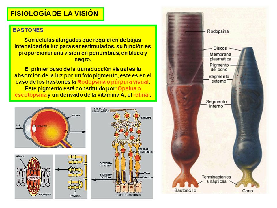 Transducción Visual